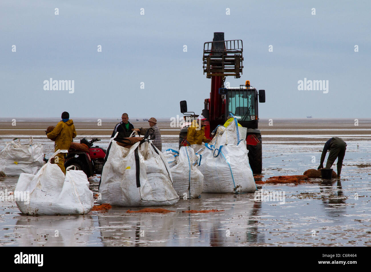 Men Ribble Estuary Cockling. Opening of the Beach at Southport to ...