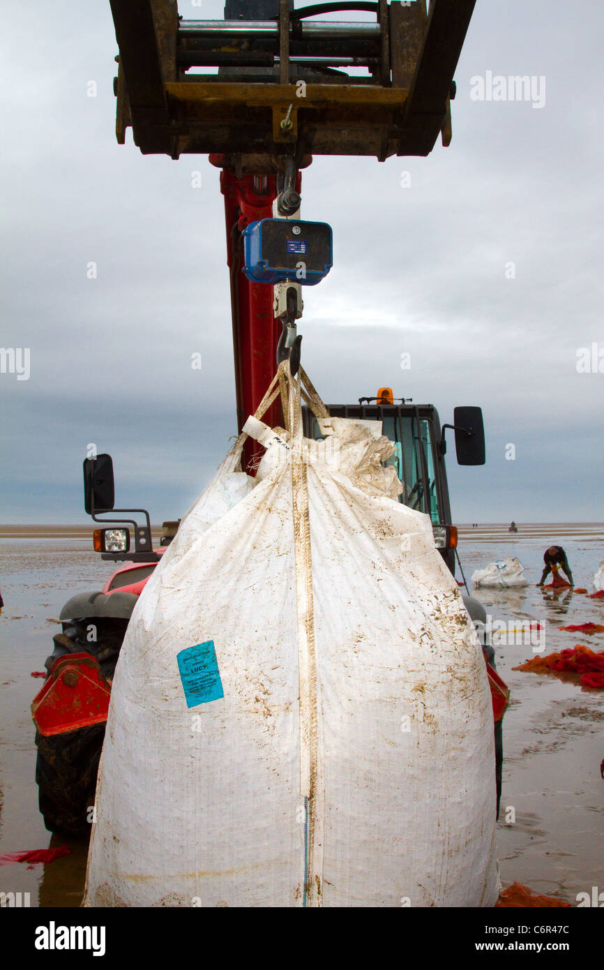 Ribble Estuary Cockling. Opening of the Beach at Southport to Cockle ...