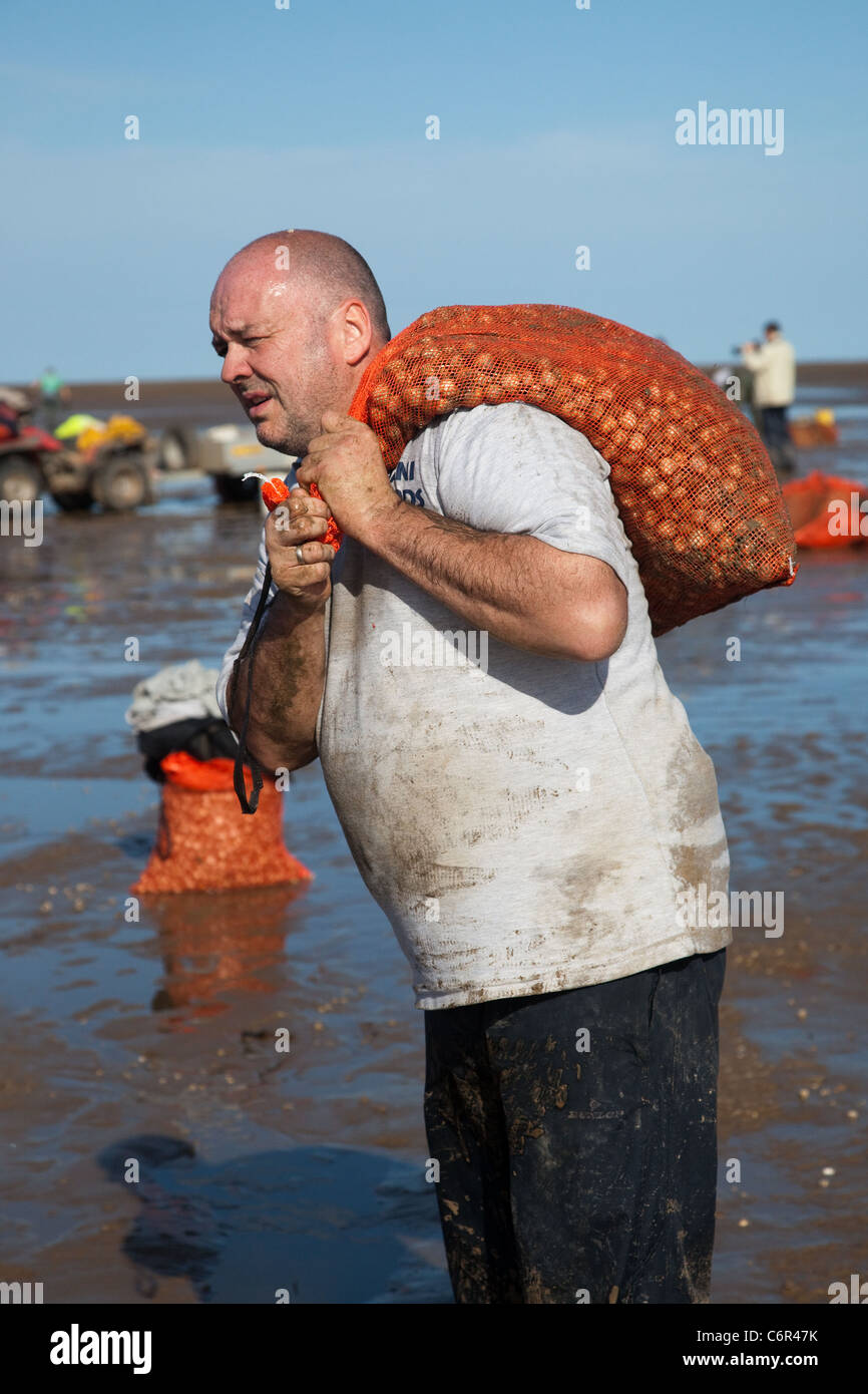 Groups of men Ribble Estuary Cockling at the opening of the Beach at ...