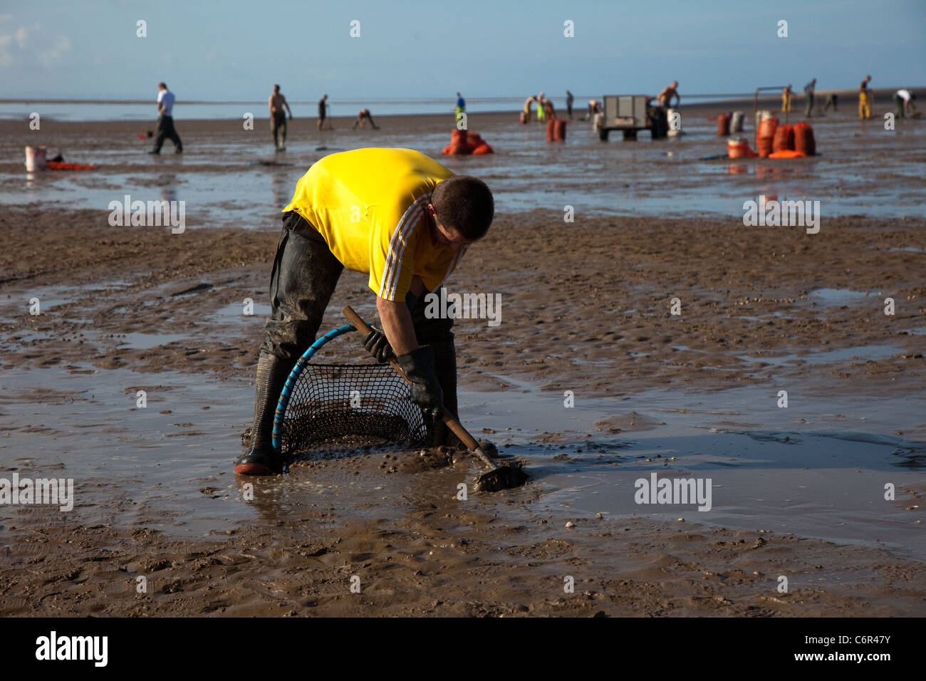 Groups of men Ribble Estuary Cockling at the opening of the Beach at ...