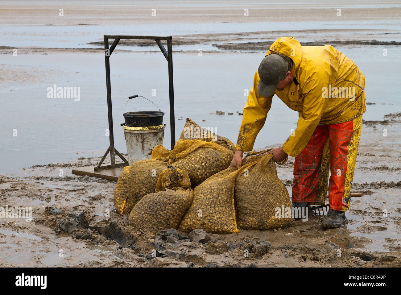 Groups of men Ribble Estuary Cockling at the opening of the Beach at ...