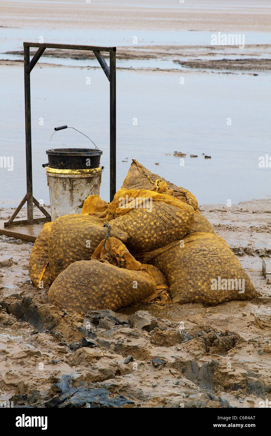 Cockle gathering hi-res stock photography and images - Alamy
