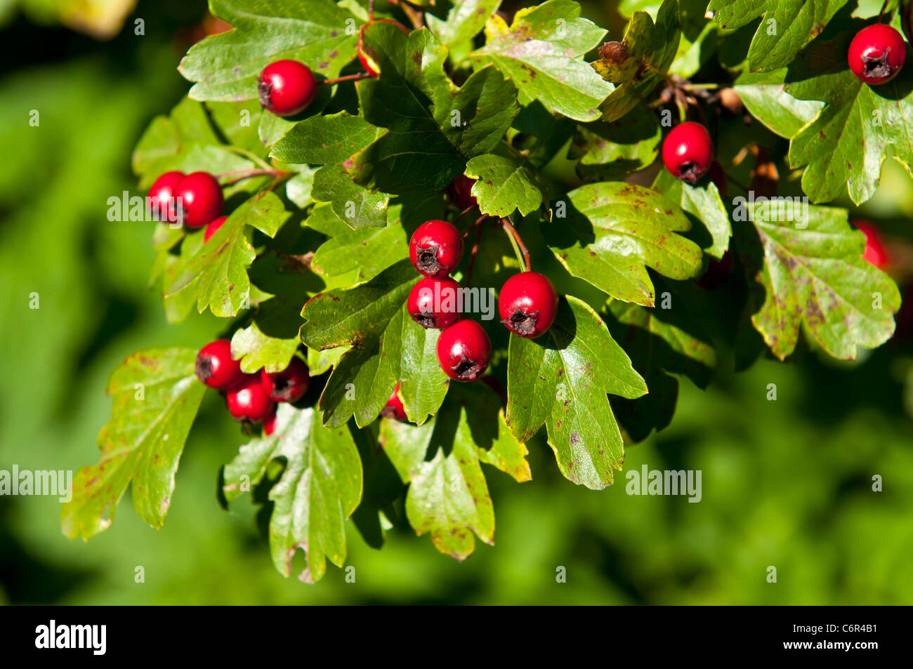 Red berries on the tree. Green bush with clusters of red berries Stock ...