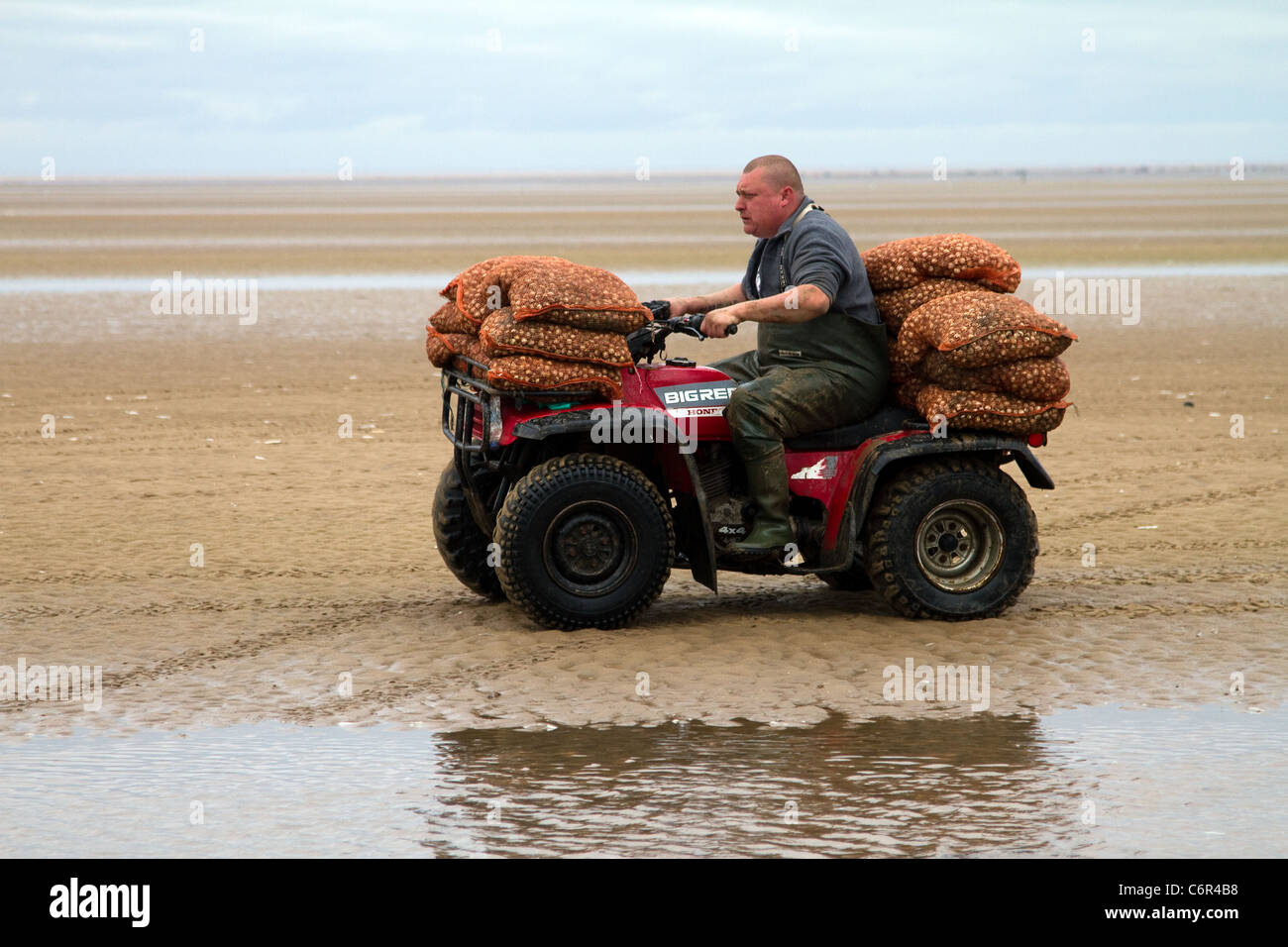 Groups of men Ribble Estuary Cockling at the opening of the Beach at ...