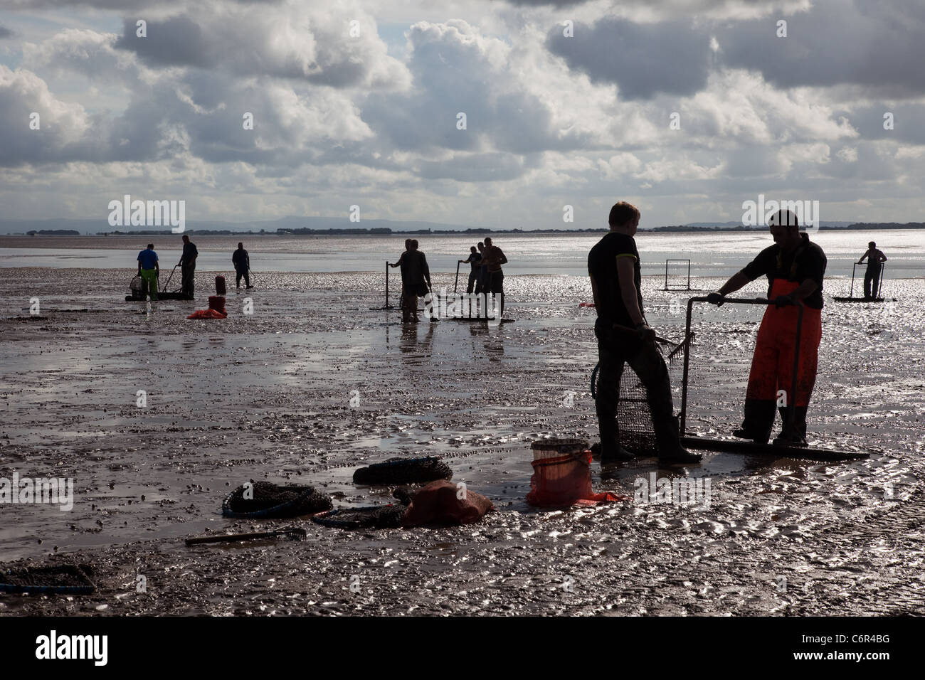 Silhouetted groups of men in the Ribble Estuary Cockling at the opening ...