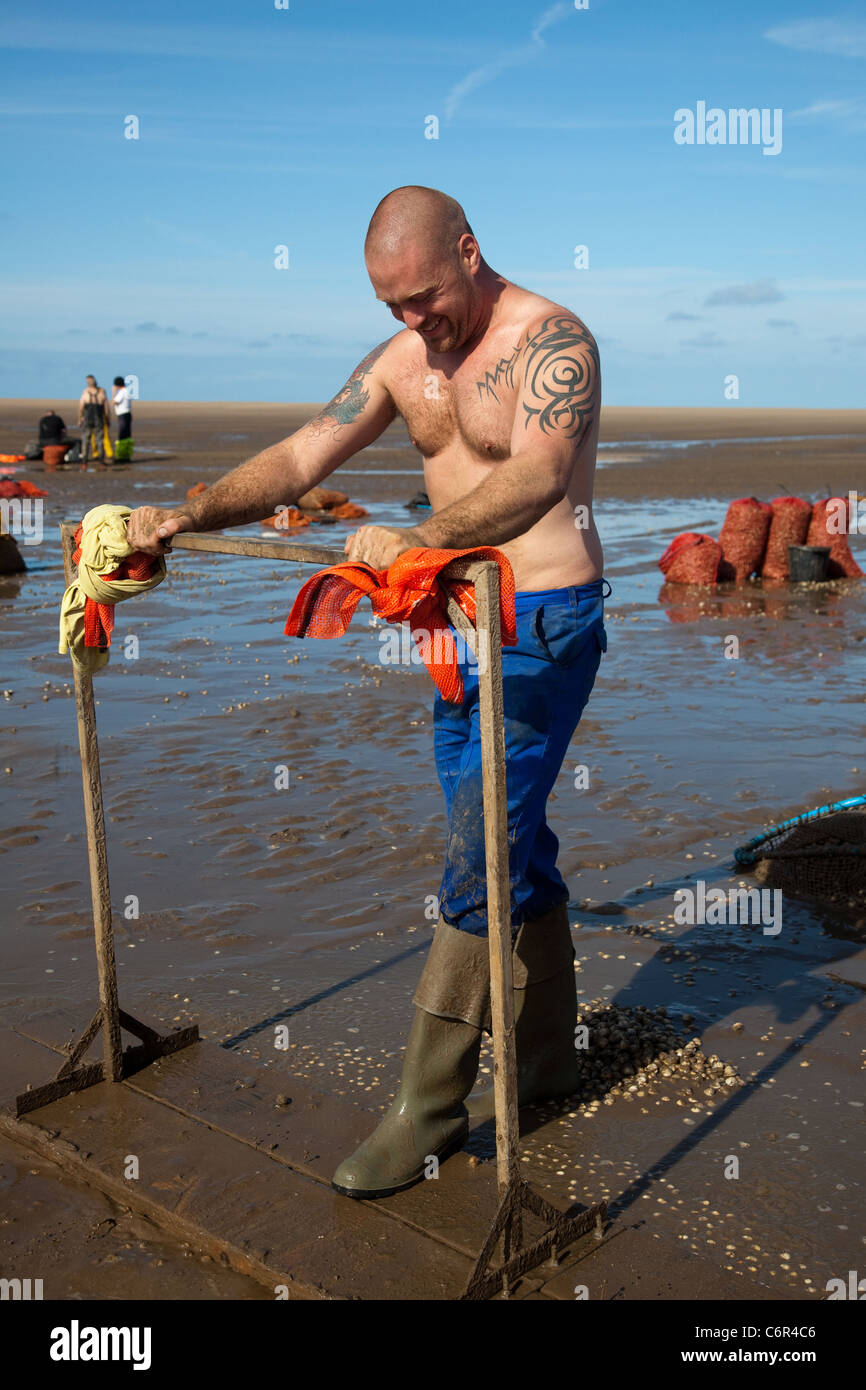 Groups of men Ribble Estuary Cockling at the opening of the Beach at ...