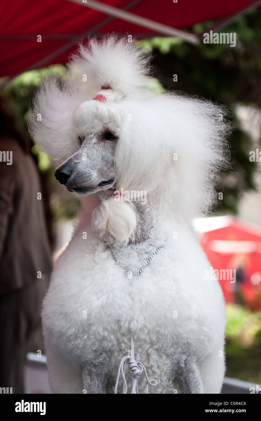 Poodle is a breed of dog. Poodles are retrievers or gun dogs Stock ...