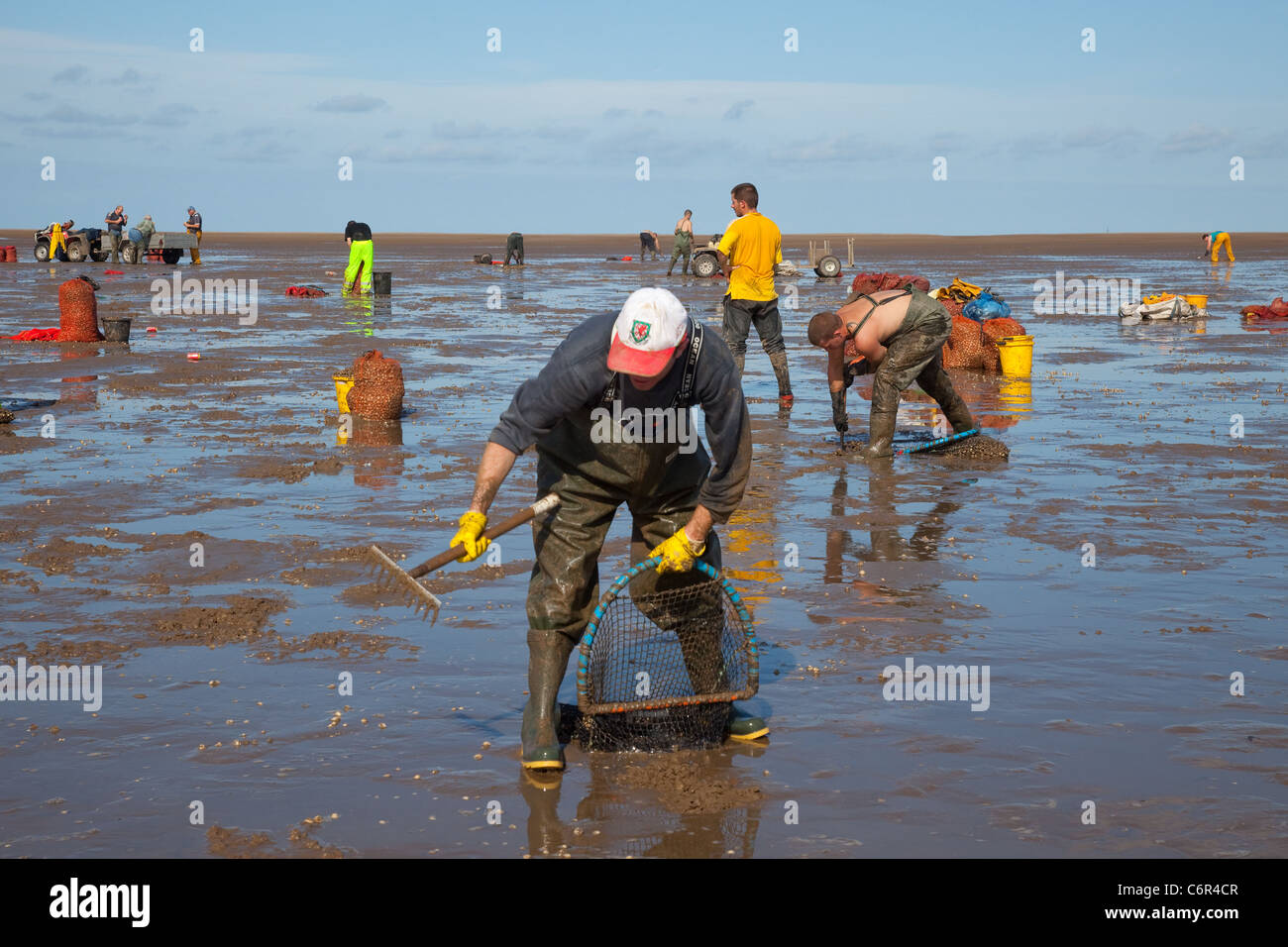 Groups of men Ribble Estuary Cockling at the opening of the Beach at ...
