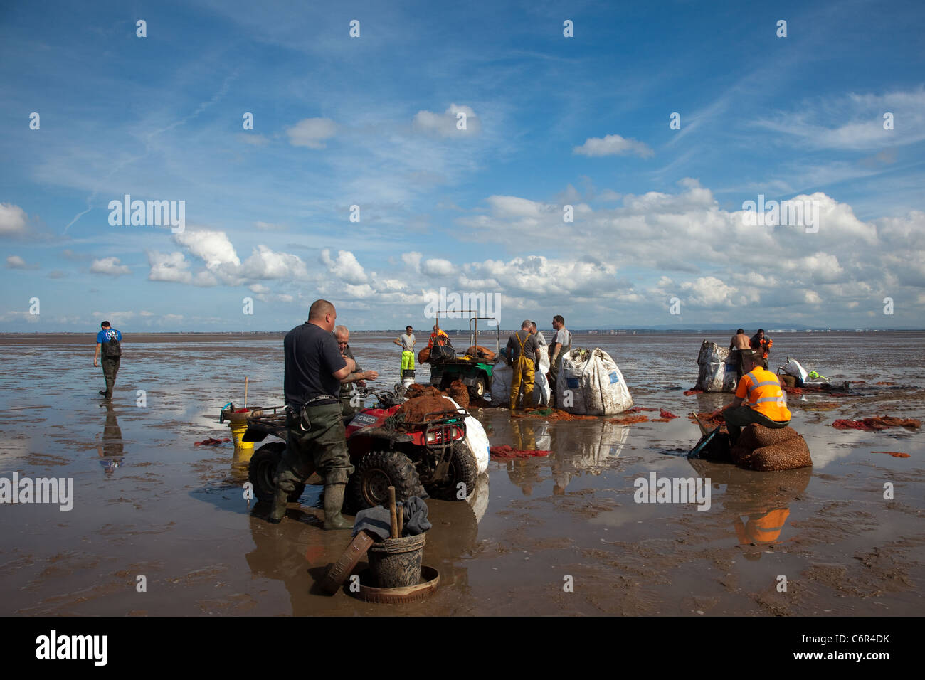 Groups of men Ribble Estuary Cockling at the opening of the Beach at ...