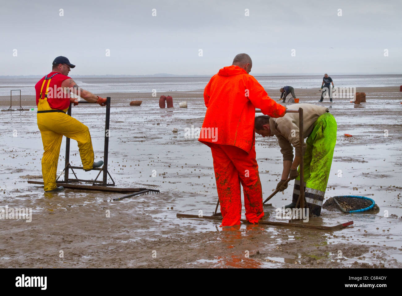 Groups of men Ribble Estuary Cockling at the opening of the Beach at ...