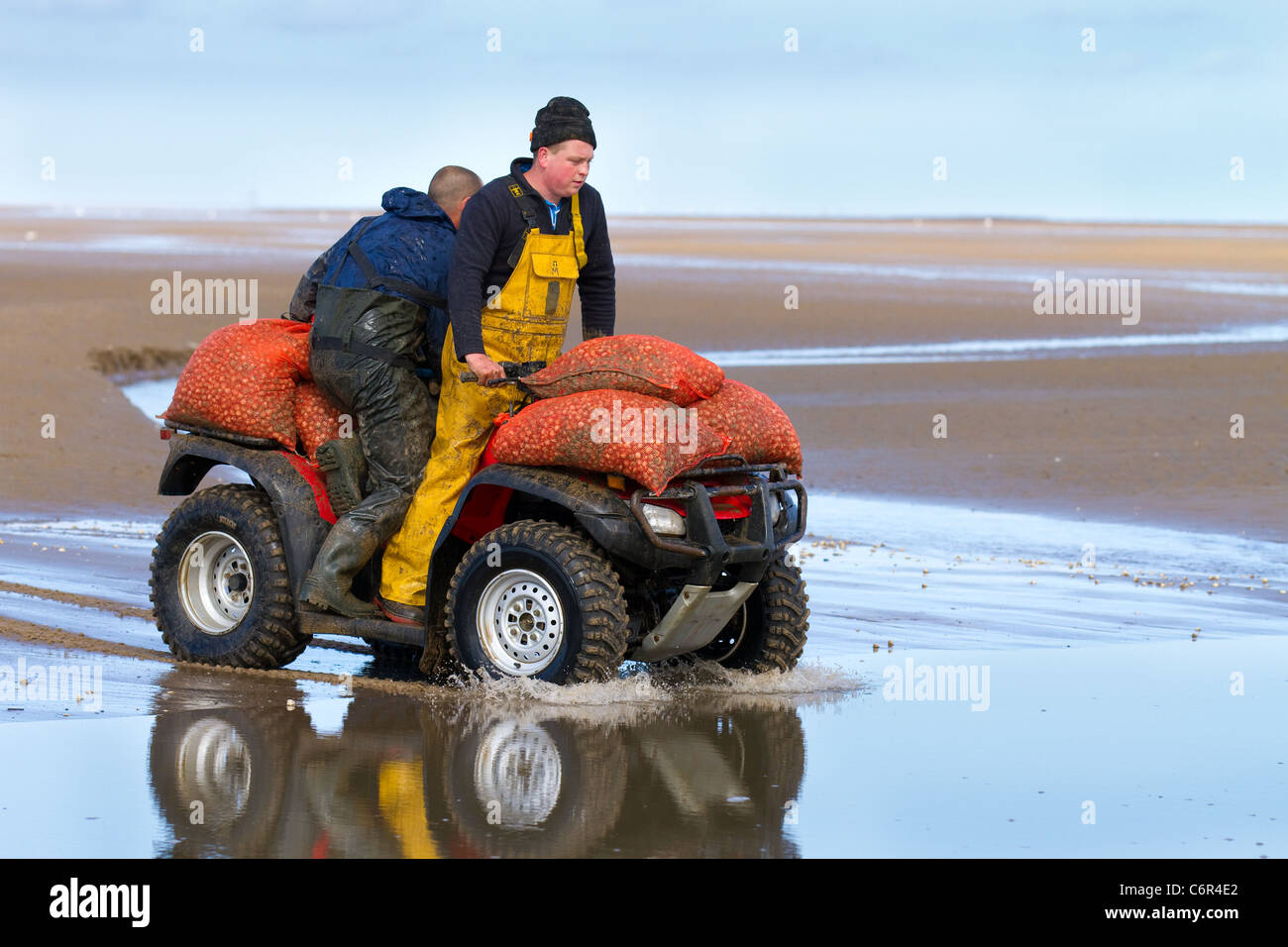 Groups of men Ribble Estuary Cockling at the opening of the Beach at ...