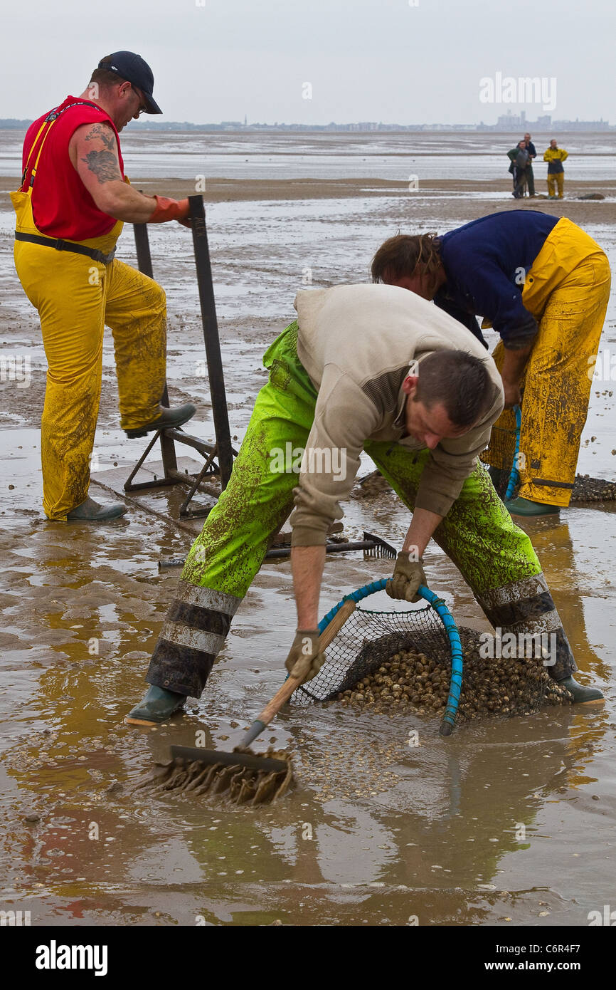 Ribble Estuary Cockling. Opening of the Beach at Southport to Cockle ...