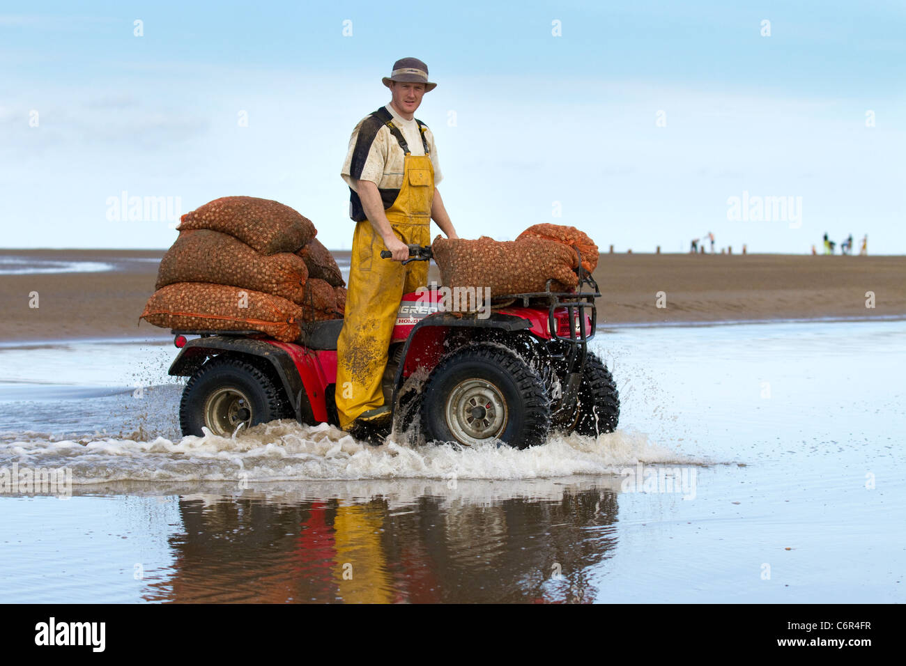 Morecambe bay cockle picking hi-res stock photography and images - Alamy