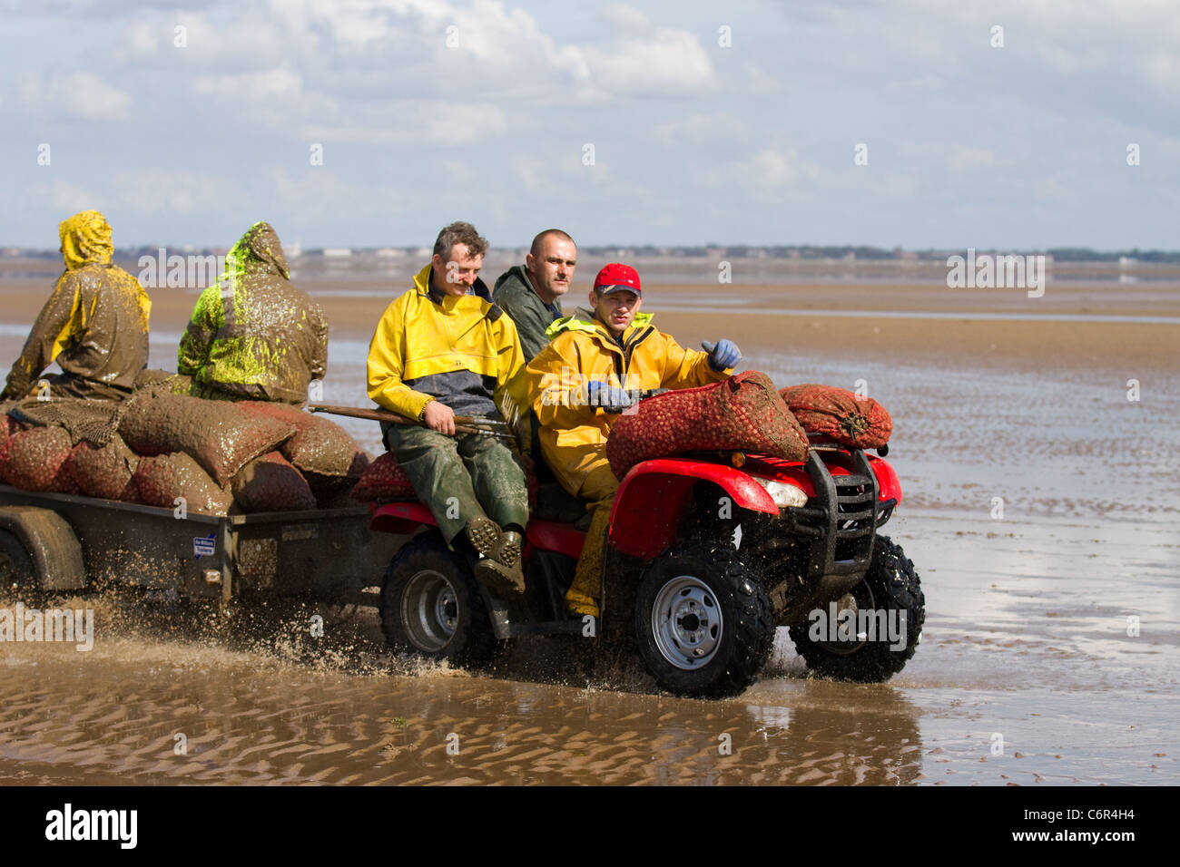 Groups of men Ribble Estuary Cockling at the opening of the Beach at ...