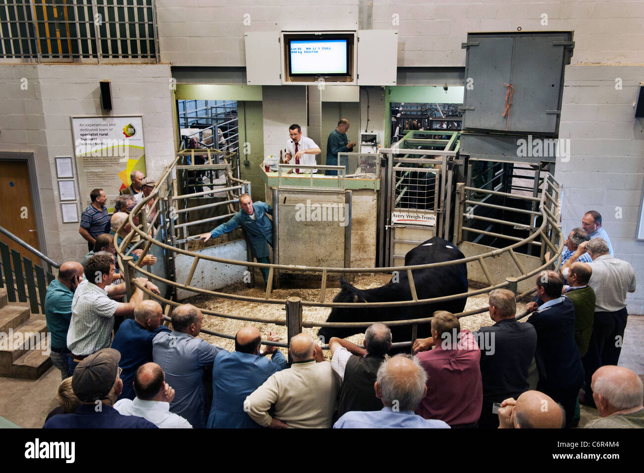 Auction ring hi-res stock photography and images - Alamy