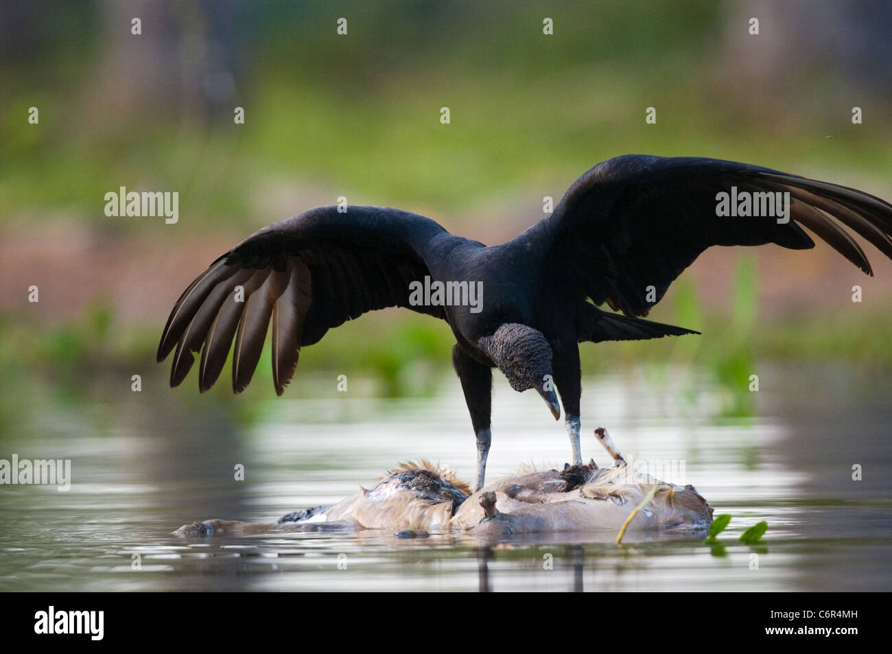 Black vulture eating from floating carcass Stock Photo - Alamy