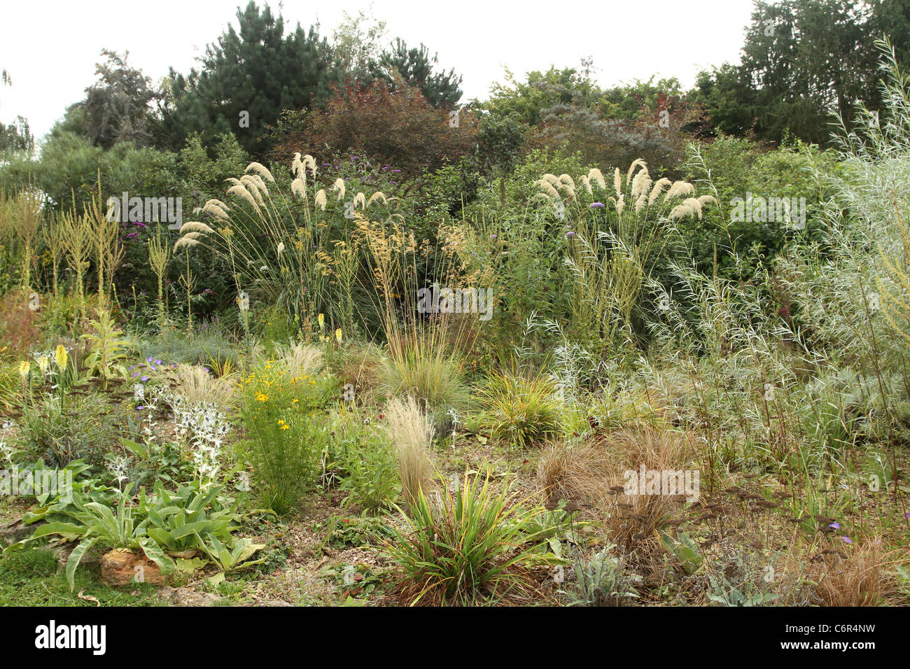 English wild flower garden Stock Photo - Alamy