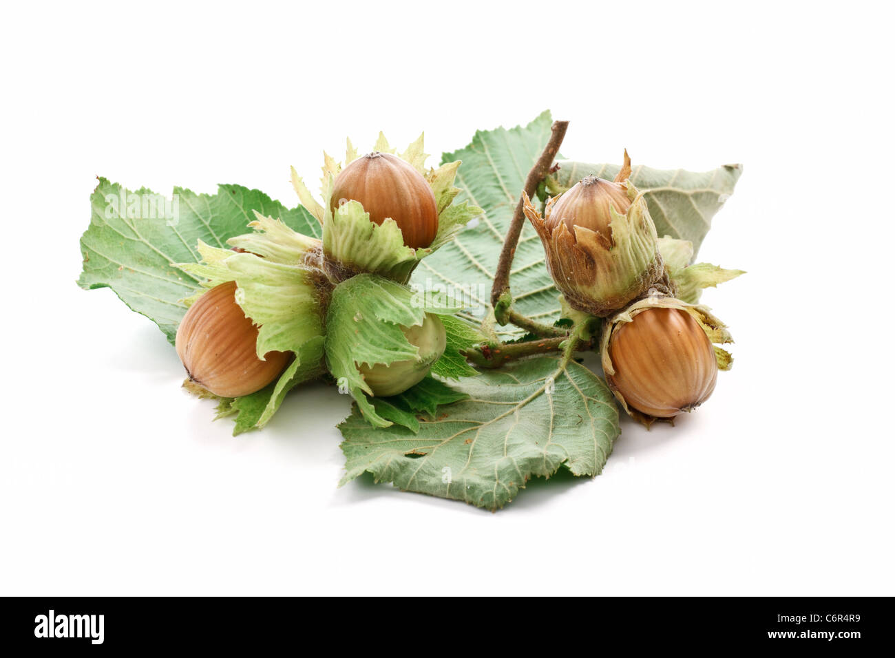 group of filberts with leaves over white background Stock Photo - Alamy