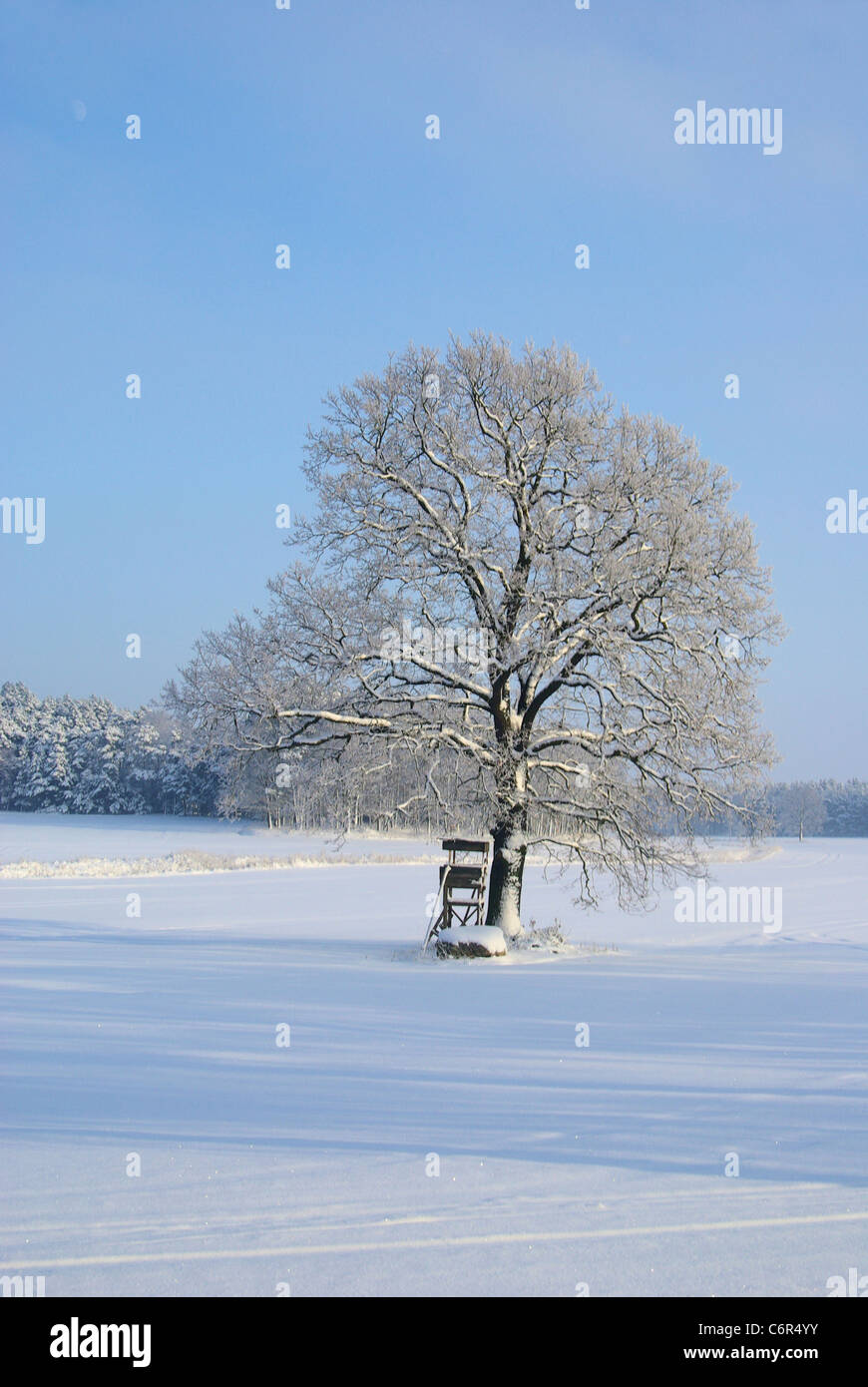 Baum im Winter - tree in winter 06 Stock Photo - Alamy