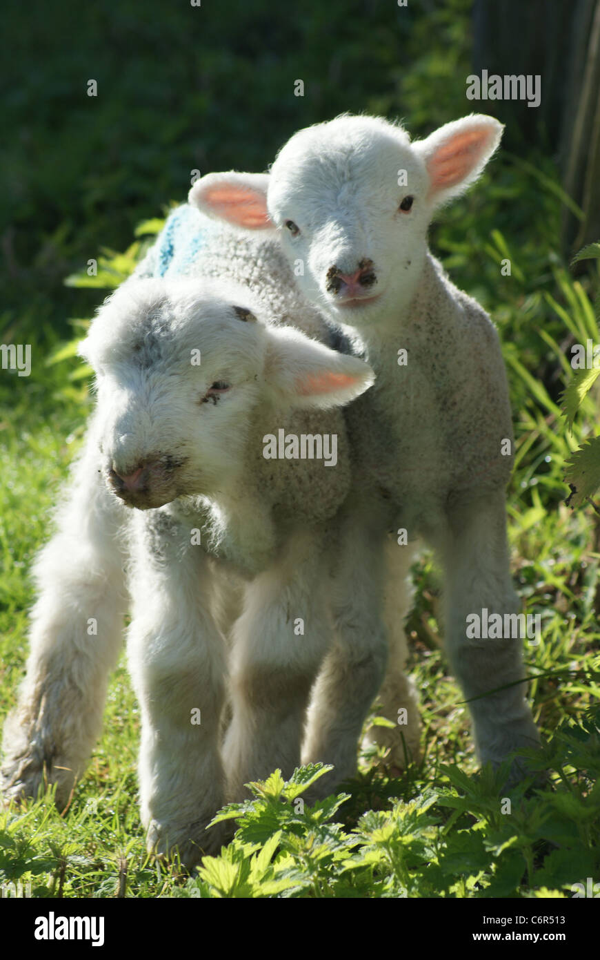English spring lamb hi-res stock photography and images - Alamy