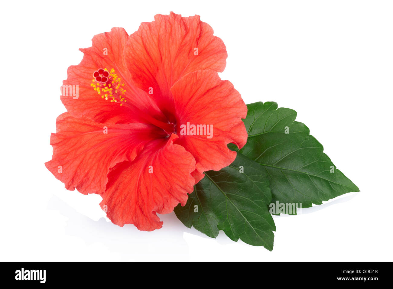 Hibiscus hi-res stock photography and images - Alamy