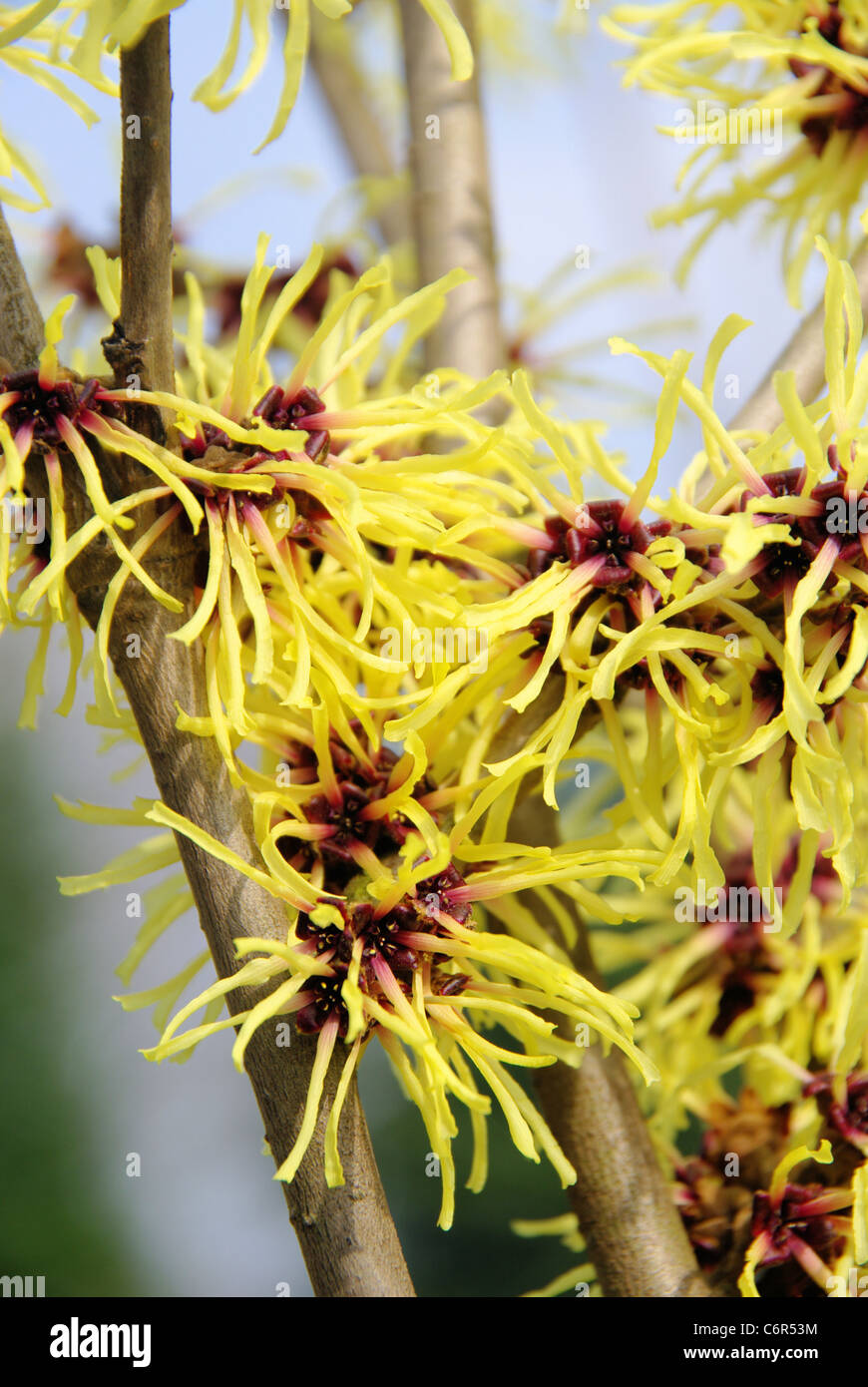 Hamamelis flower hi-res stock photography and images - Alamy