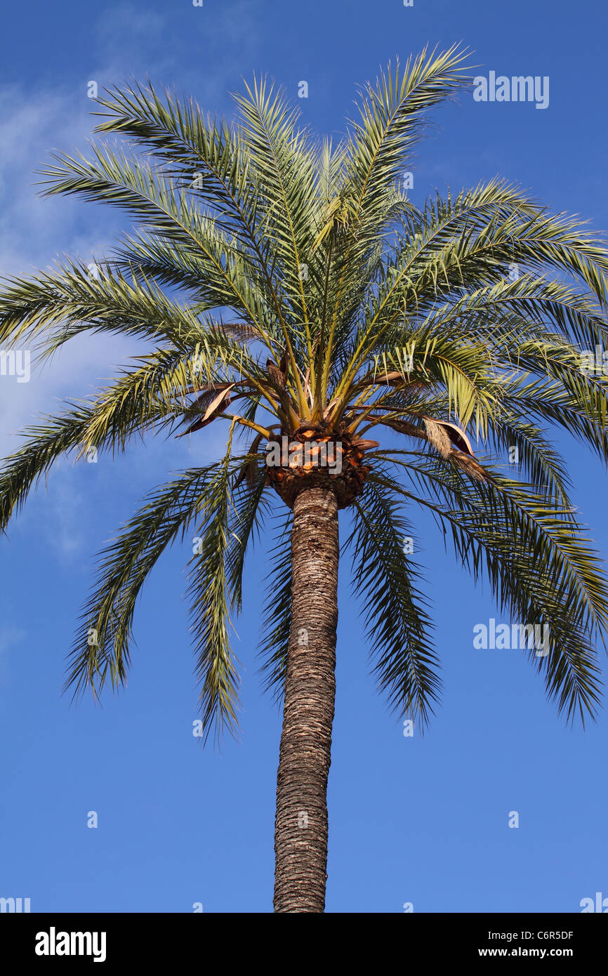 Tropical Green Palm Stock Photo - Alamy