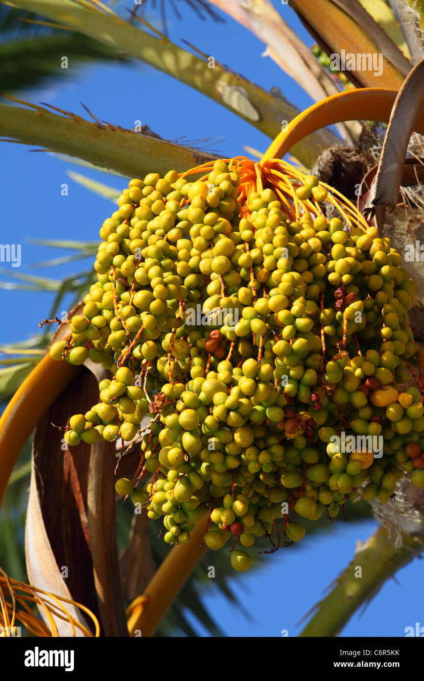 Palm hearts brazil hi-res stock photography and images - Alamy