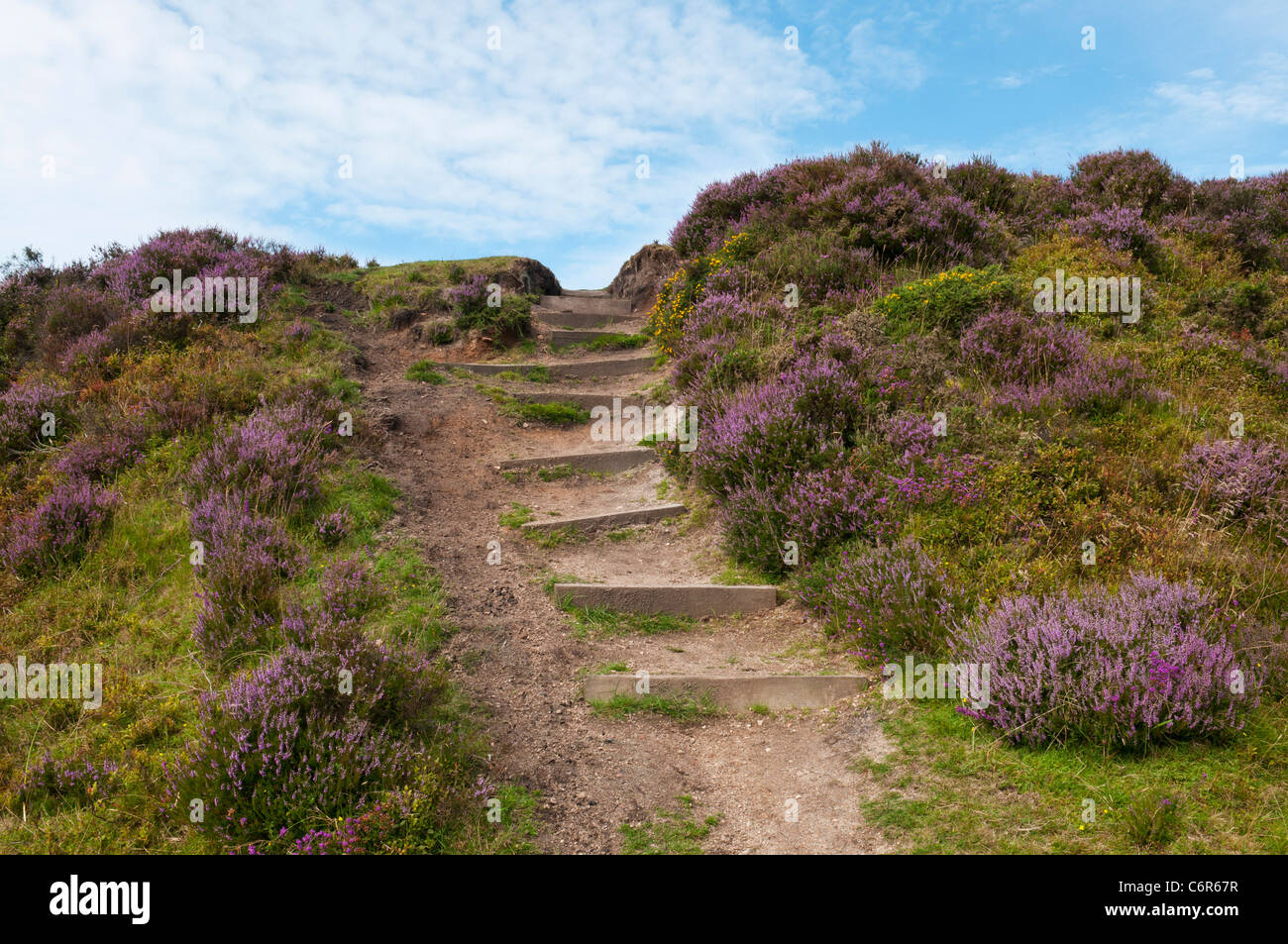 Path through heather hi-res stock photography and images - Alamy