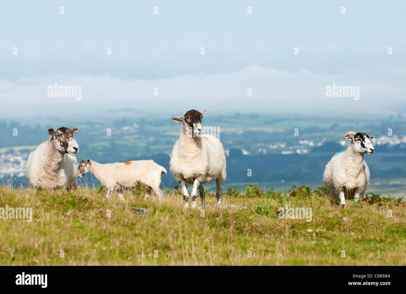 Sheep grazing on open moorland, Dartmoor, Devon, UK Stock Photo - Alamy