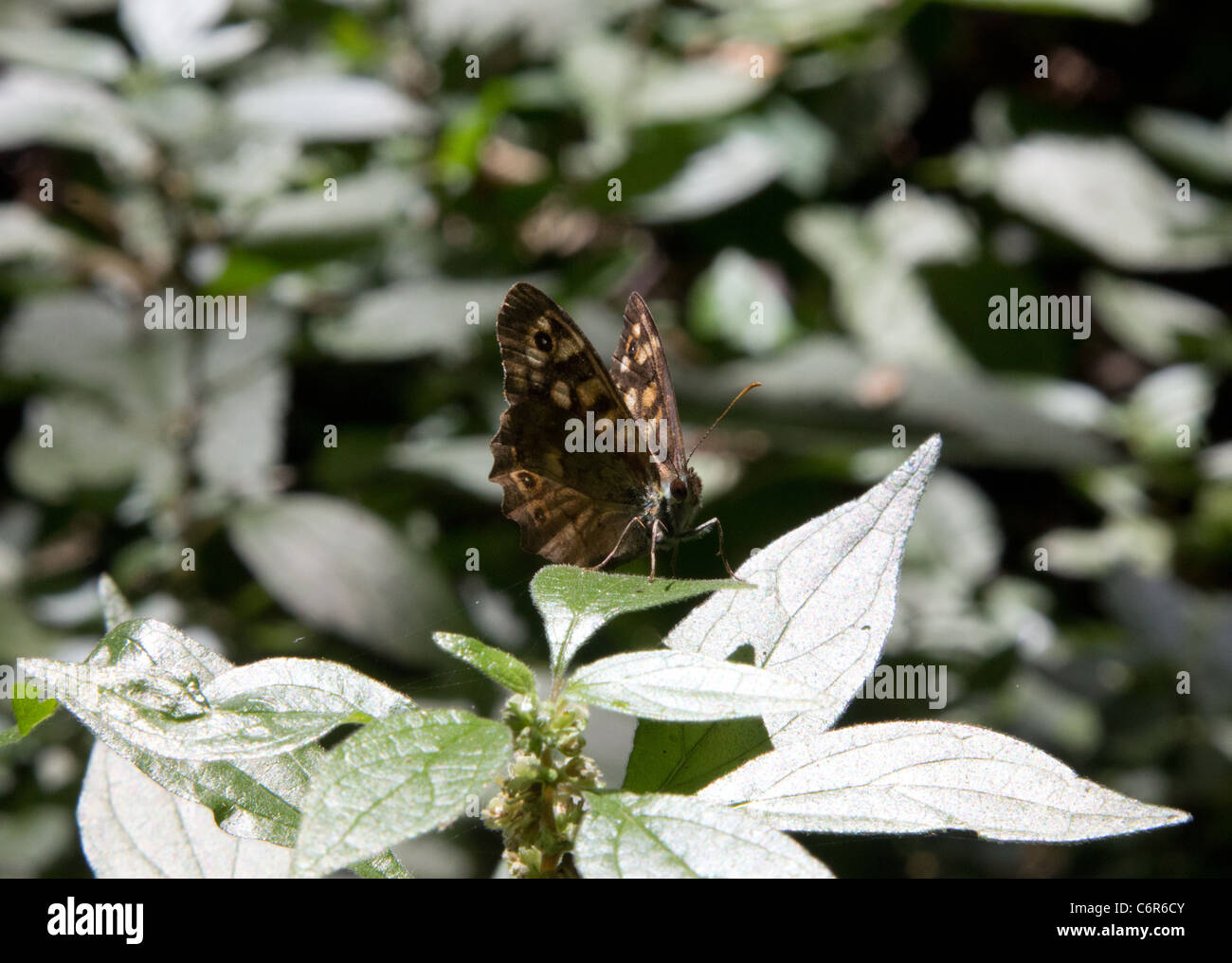 Butterfly feelers hi-res stock photography and images - Alamy