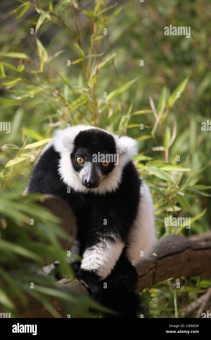 White zoo hi-res stock photography and images - Alamy