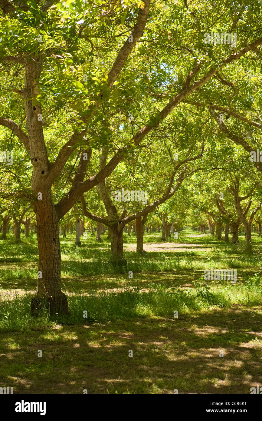 walnut trees, Santa Rita Hills, Santa Ynez Valley, California, United ...