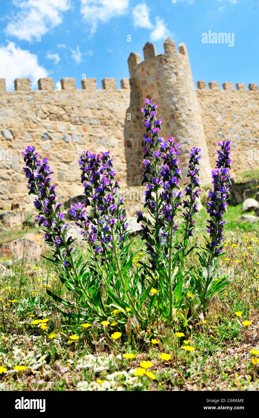 Flowers with Medieval Avila Walls in Background Stock Photo - Alamy