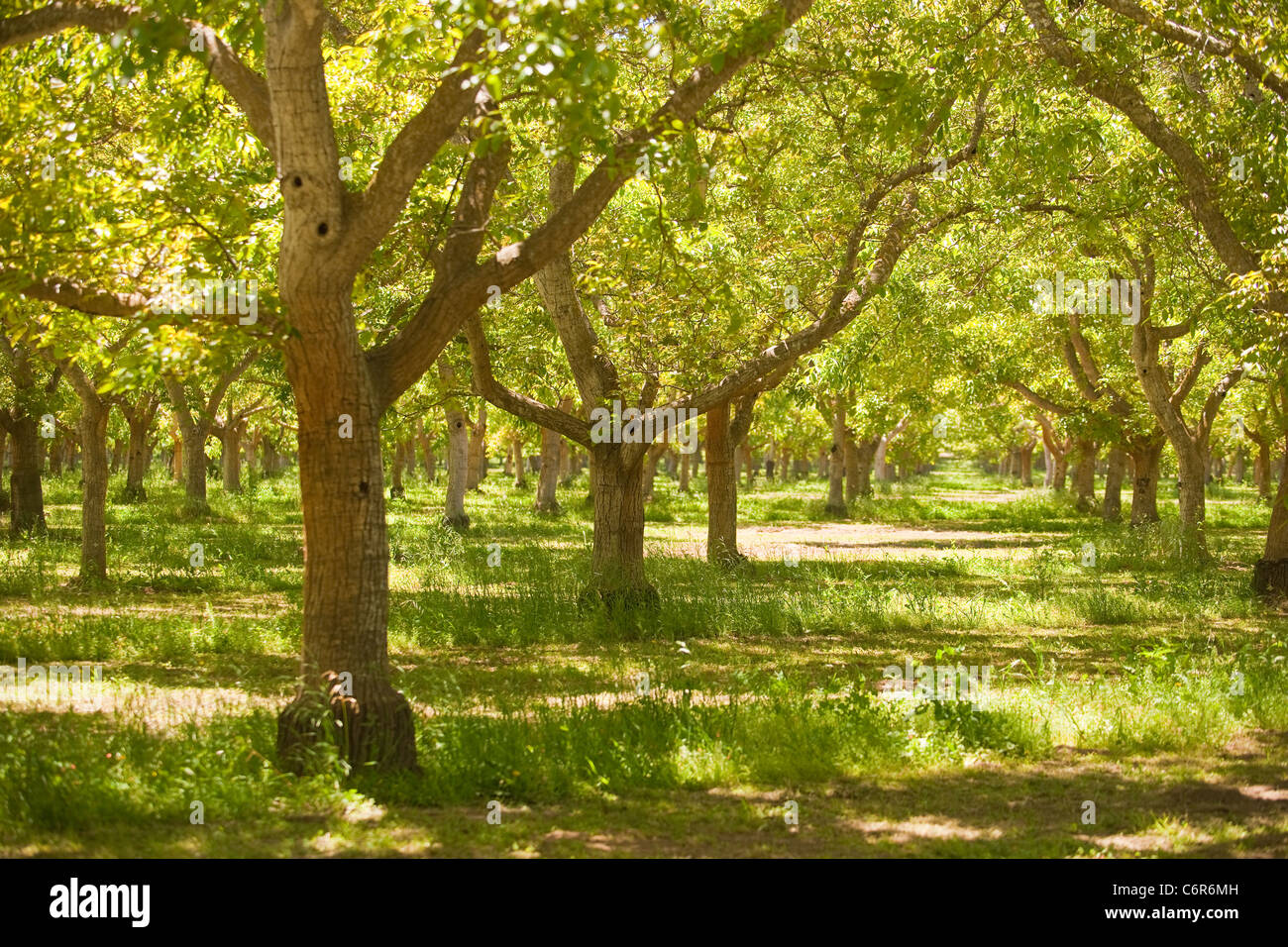 Walnut grove hi-res stock photography and images - Alamy