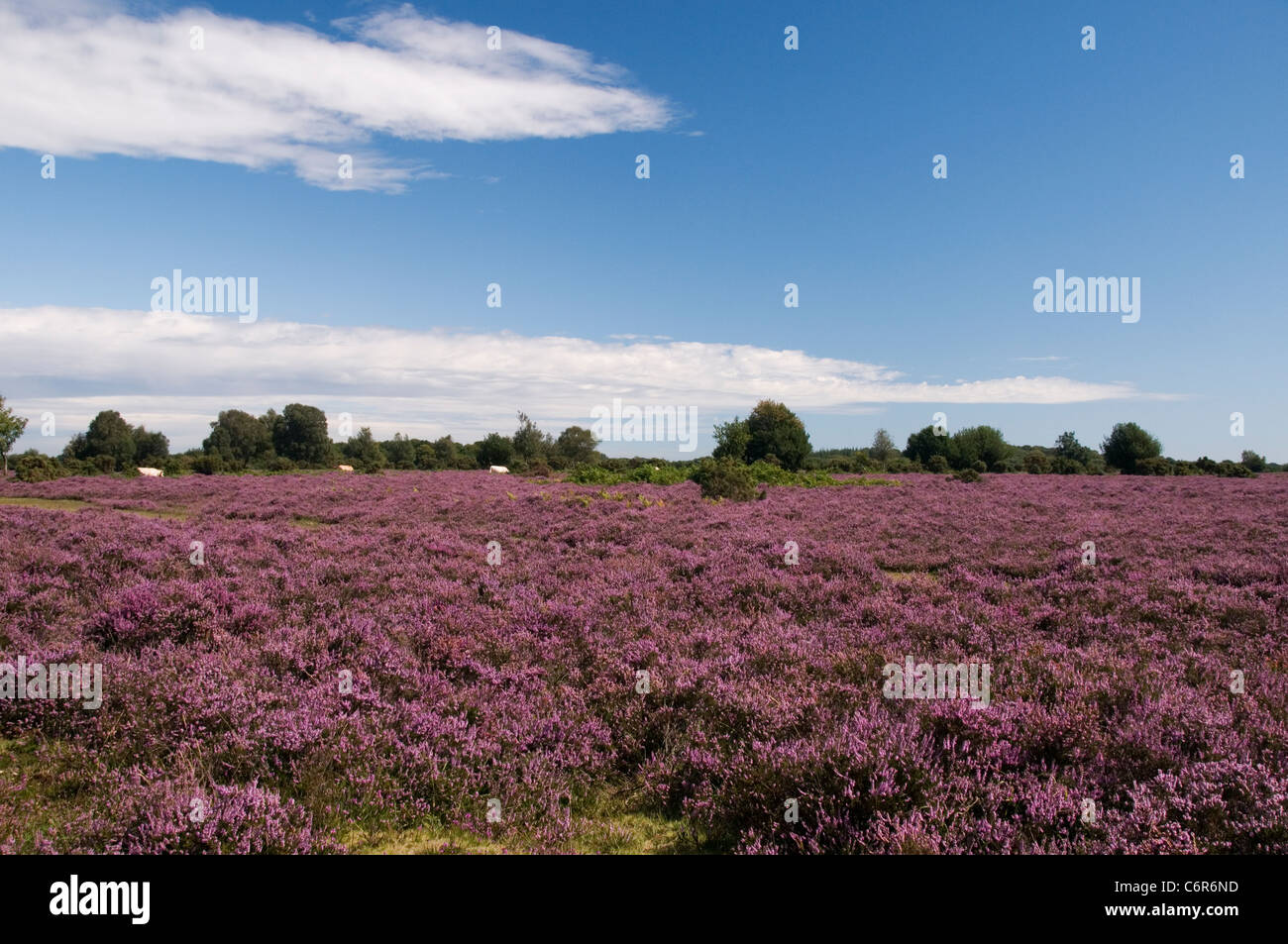 Fritham, Hampshire High Resolution Stock Photography and Images - Alamy