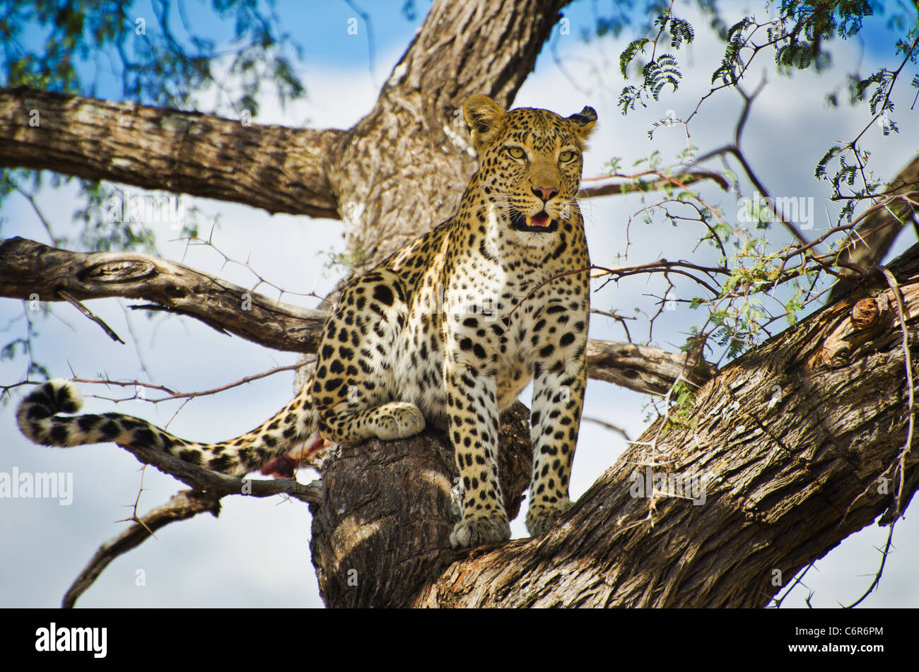 Leopard with a kill hi-res stock photography and images - Alamy