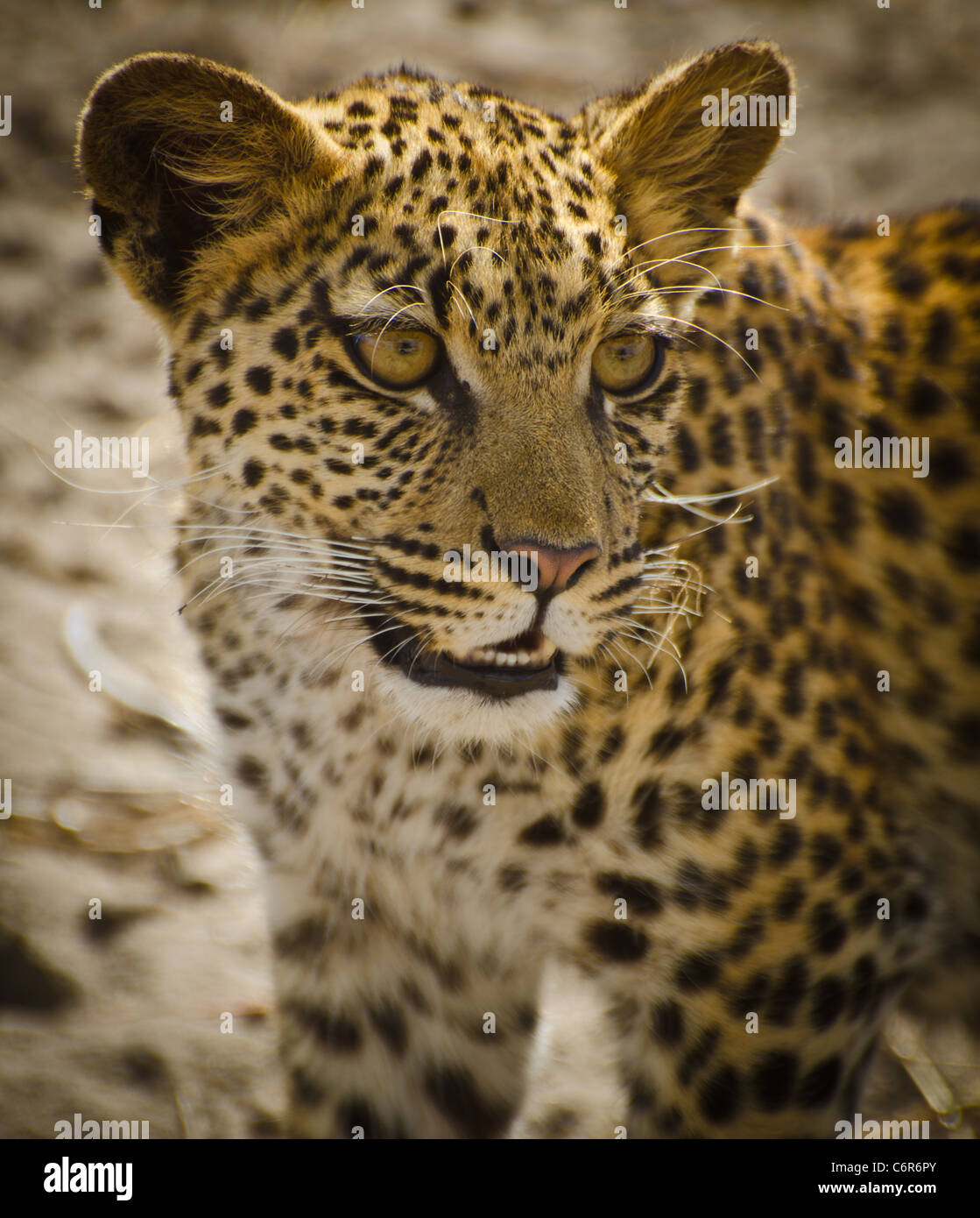 Leopard cub africa hi-res stock photography and images - Alamy