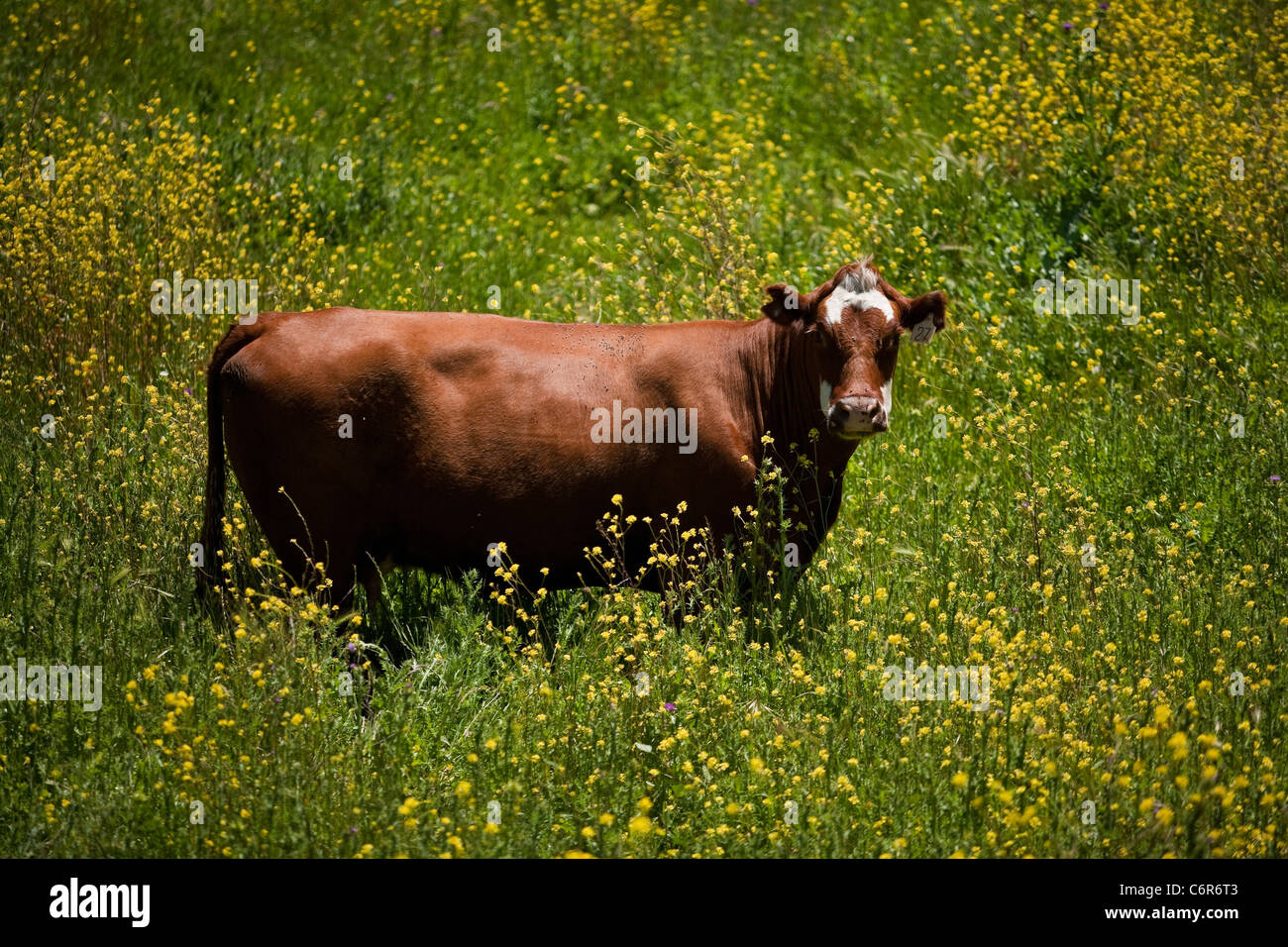 Santa with cow hi-res stock photography and images - Alamy
