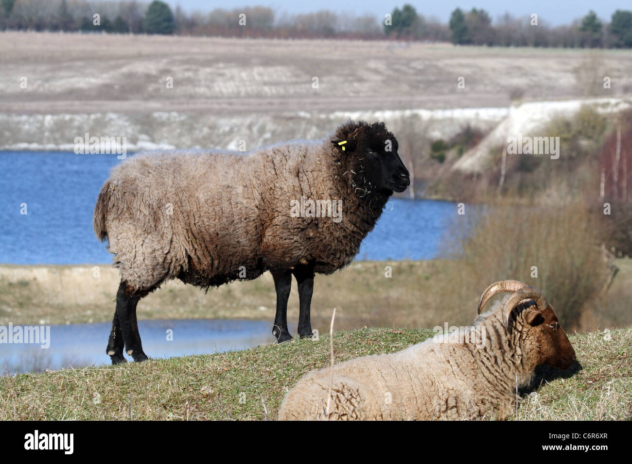 Sheep - Jacob x Llanwenog cross Stock Photo - Alamy