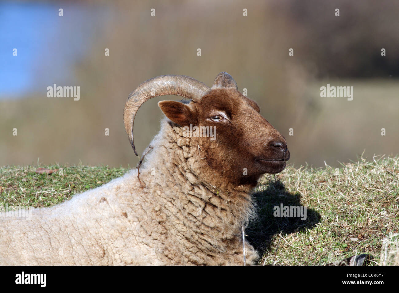 Sheep - Manx Loaghtan breed Stock Photo - Alamy