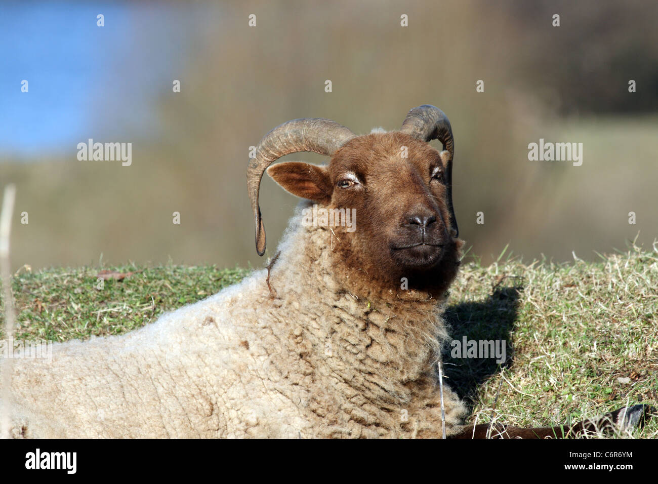 Manx loaghtan hi-res stock photography and images - Alamy