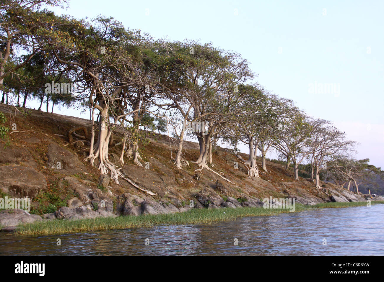 Fig Trees High Resolution Stock Photography and Images - Alamy