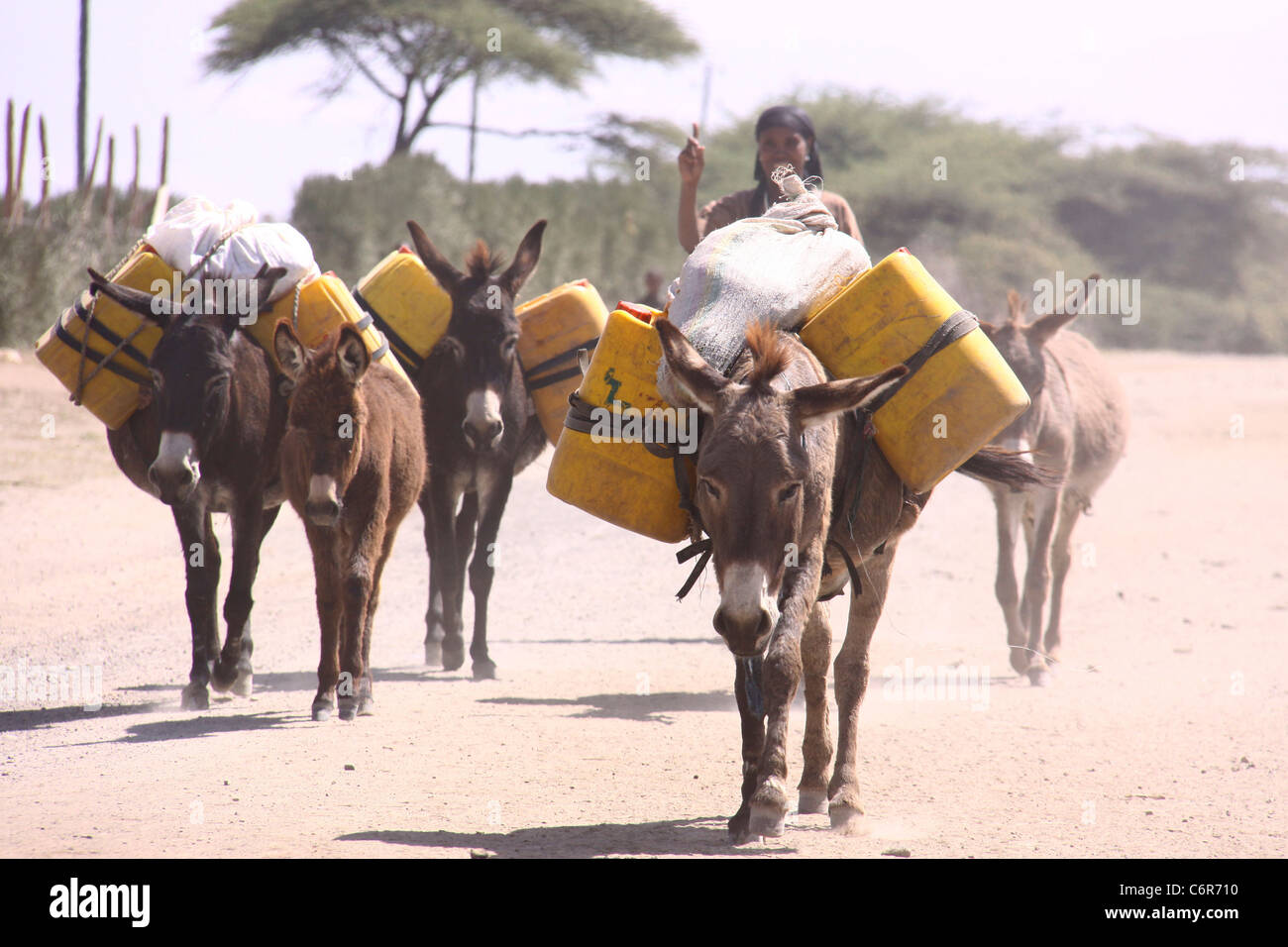 Donkeys loaded with large yellow plastic water containers carrying ...