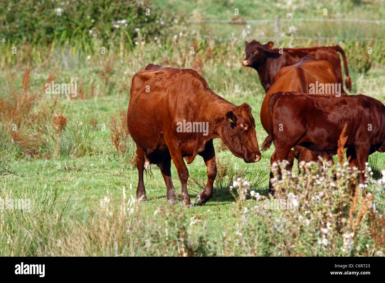 Cattle - Red Poll breed from Norfolk and Suffolk Stock Photo - Alamy