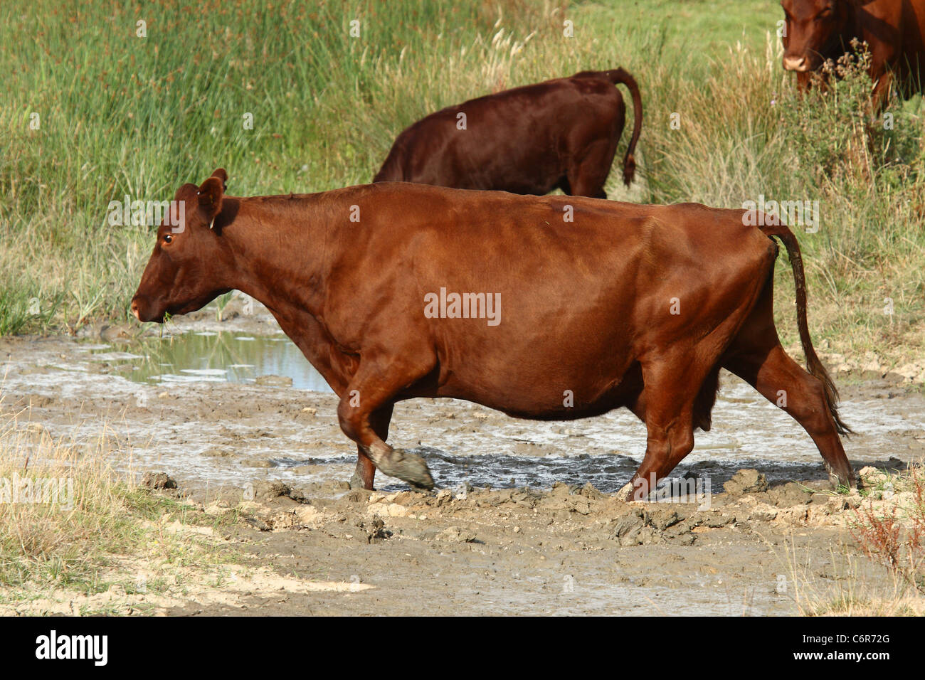 Cattle - Red Poll breed from Norfolk and Suffolk Stock Photo - Alamy