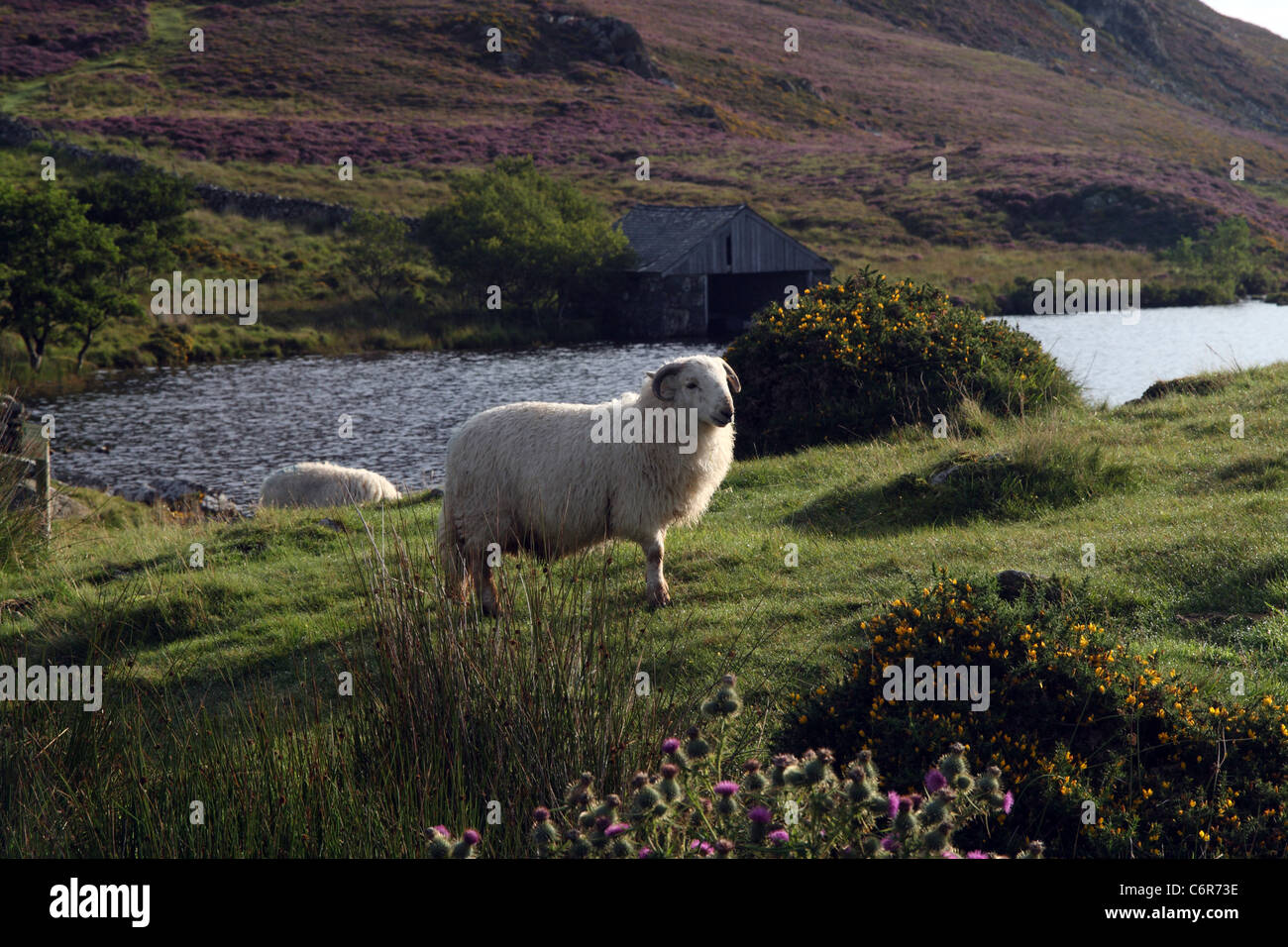Welsh Mountain Sheep Stock Photo - Alamy
