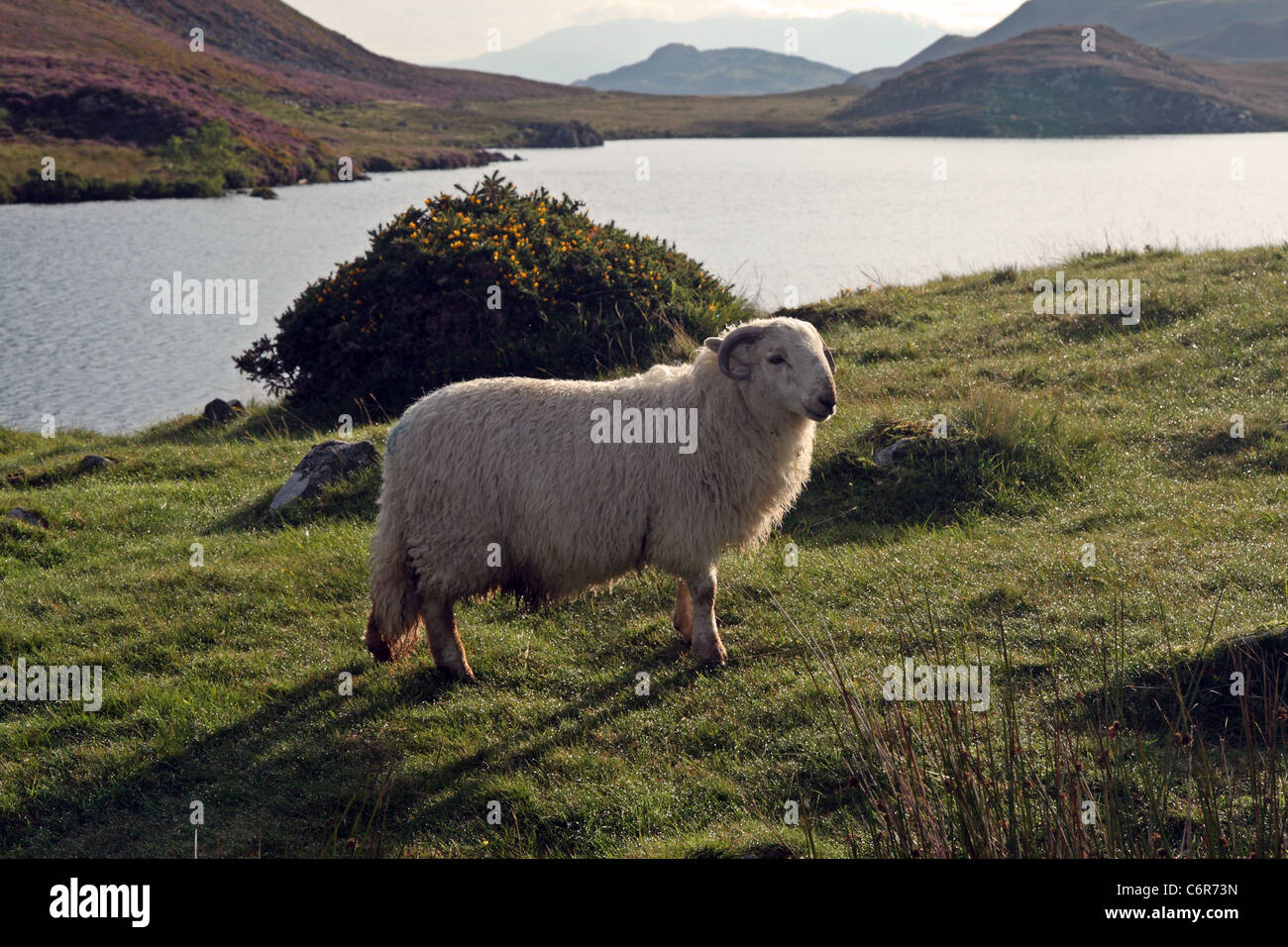 Welsh Mountain Sheep Stock Photo - Alamy