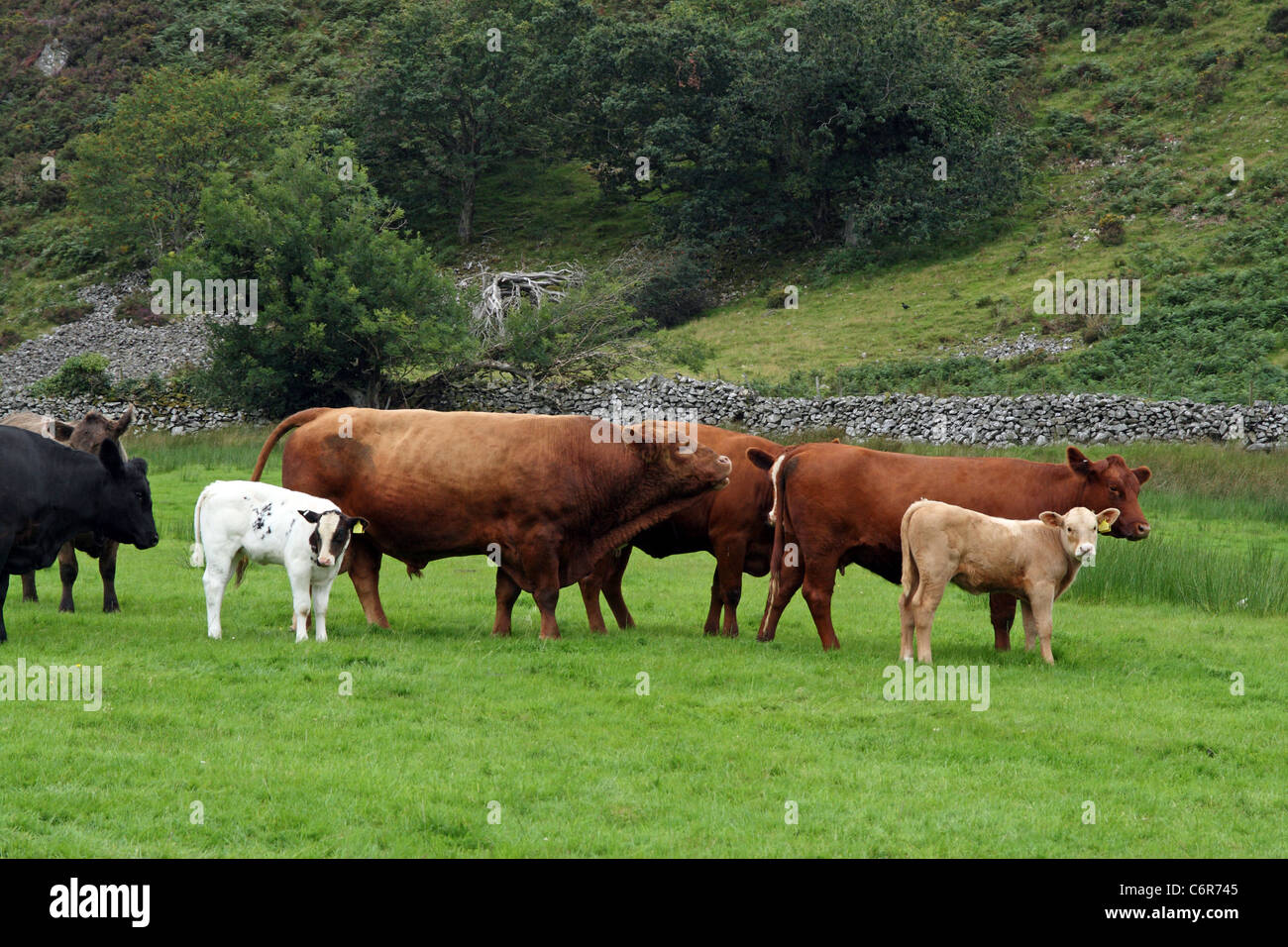 Stabiliser Cattle. Established by the crossing of four breeds - Red ...