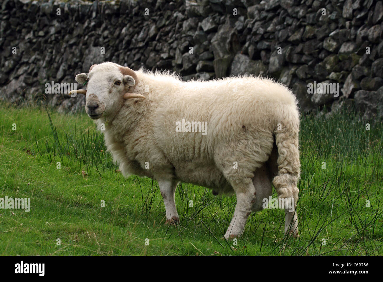 Welsh Mountain Sheep - Ram Stock Photo, Royalty Free Image: 38619202 ...